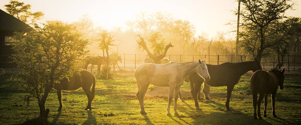 Getting Savvy On Stable Safety - Vale Stables