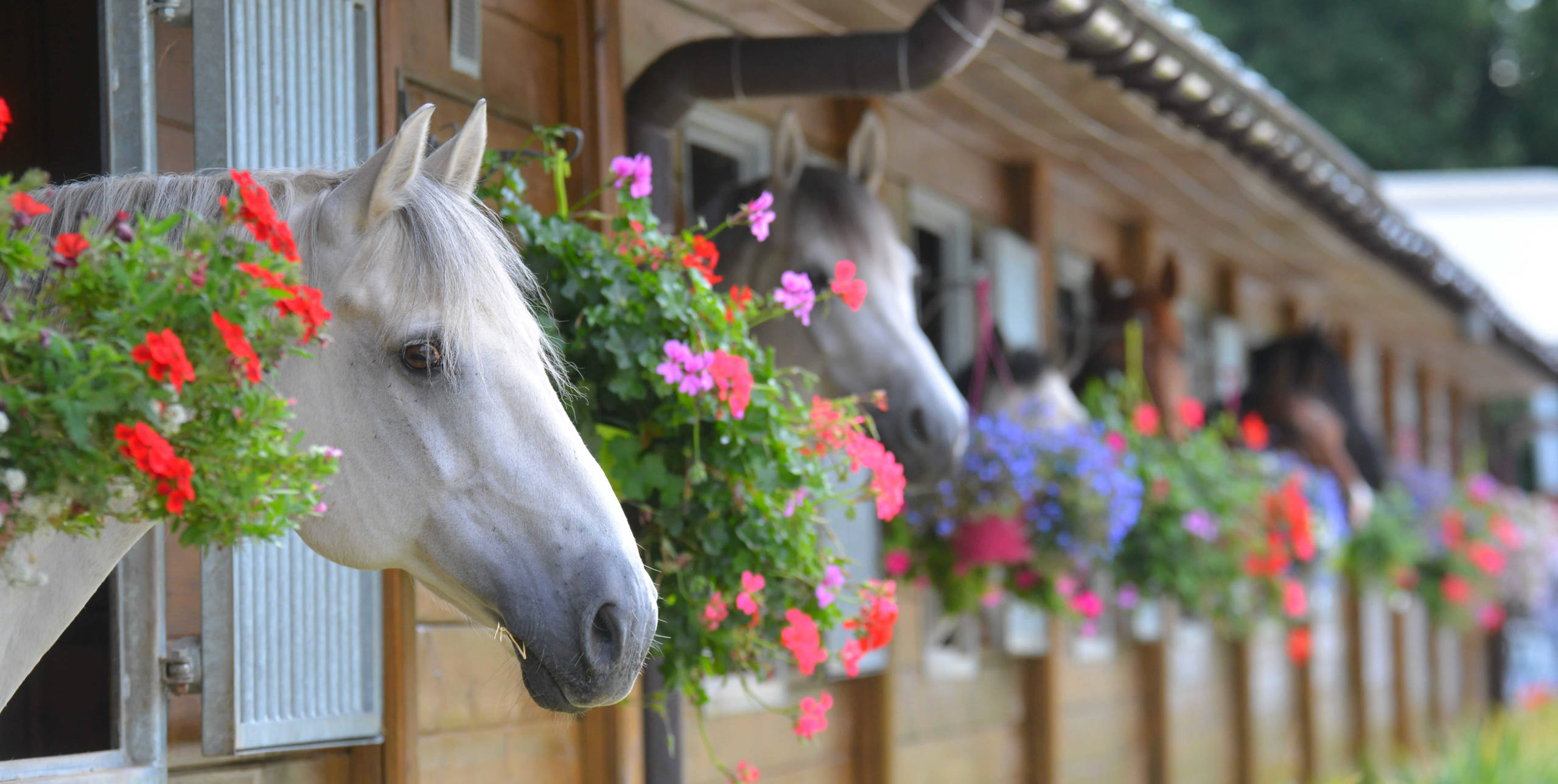 Decorating your stable - Vale Stables