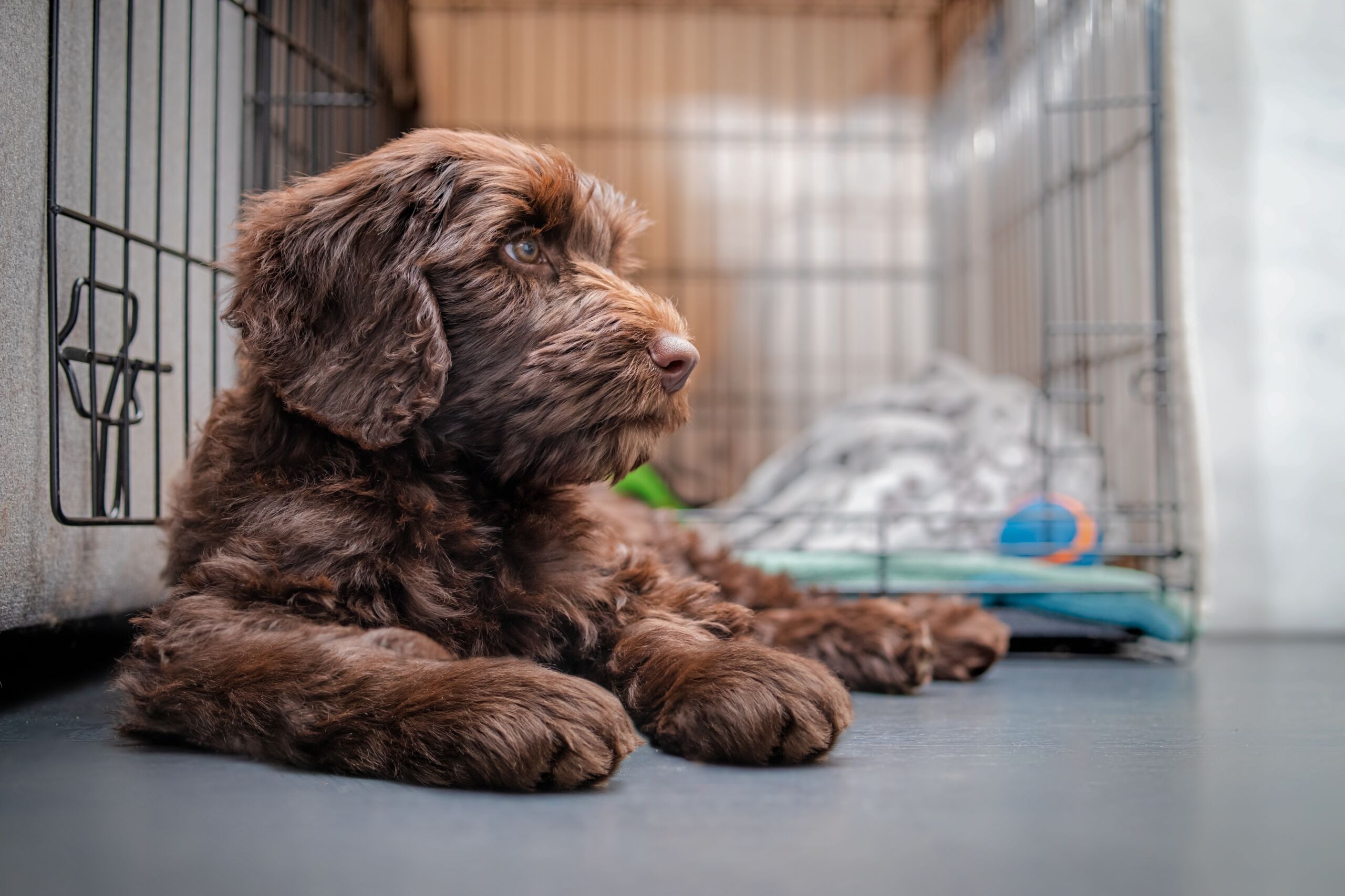 A Guide to Dog Kennel Maintenance | Vale Stables